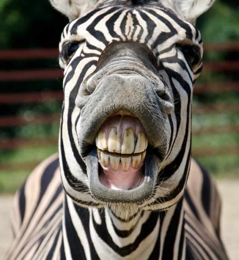 27 Amazing Picture Writing Prompts for Kids » JournalBuddies.com