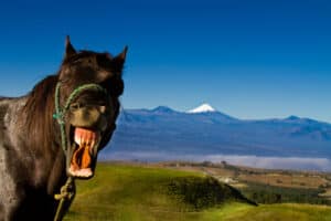 38 Funny Writing Prompts for All Ages » JournalBuddies.com